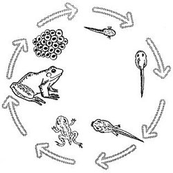 Blue Dart Frog Life Cycle